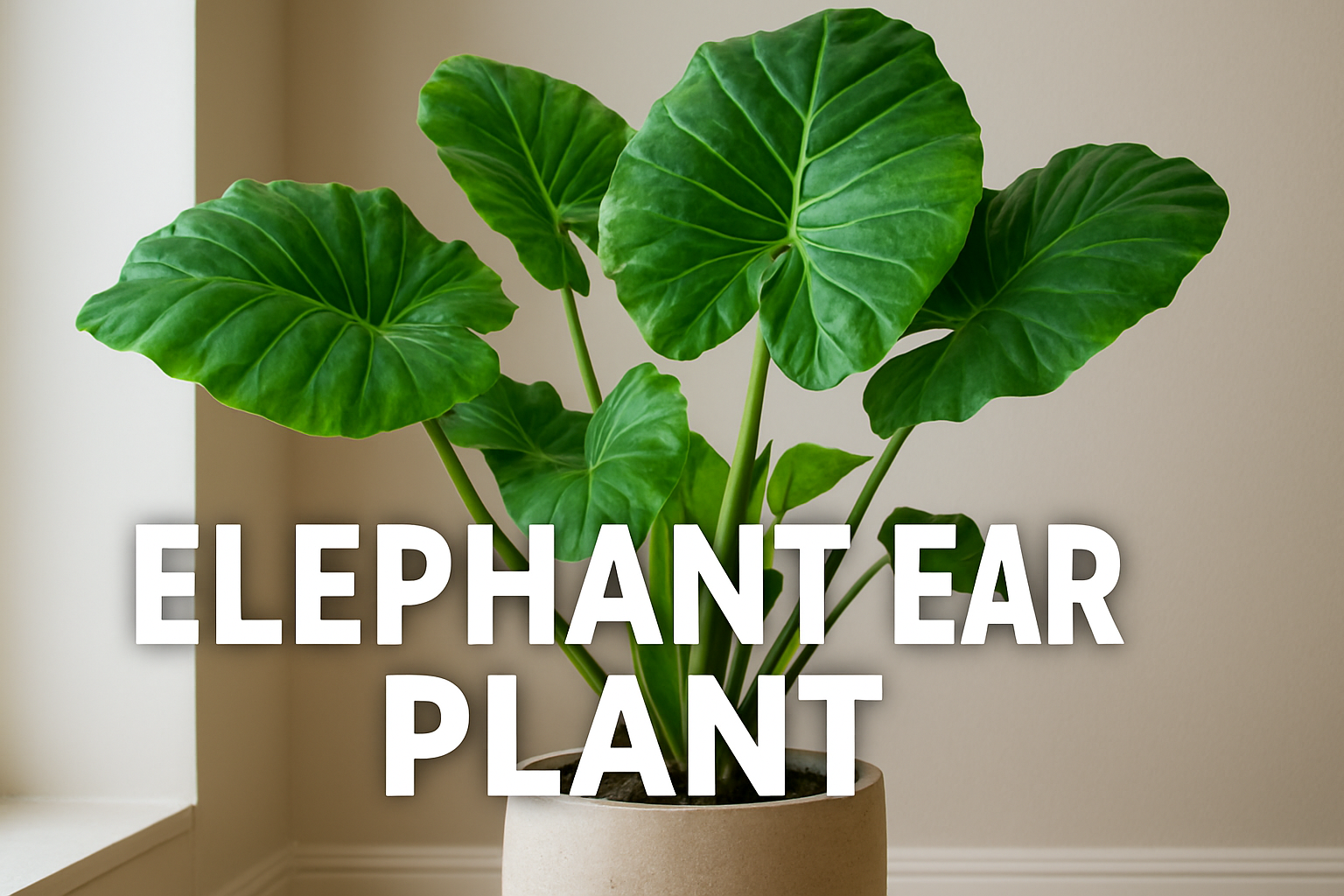 Elephant Ear Plant: The Tropical Beauty for Every Home Garden Chromiumfx